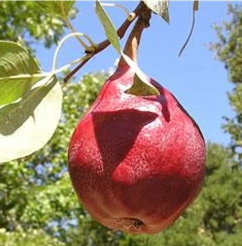 'Pyrus' Red Clapp's Dwarf Pear Tree | canadiantreenursery.com