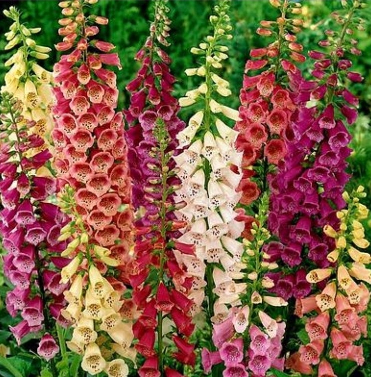 'Digitalis' Camelot Mix Specialty Foxglove | canadiantreenursery.com
