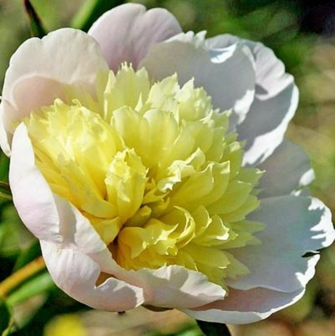 'Paeonia' Primevere Heirloom Peony | canadiantreenursery.com