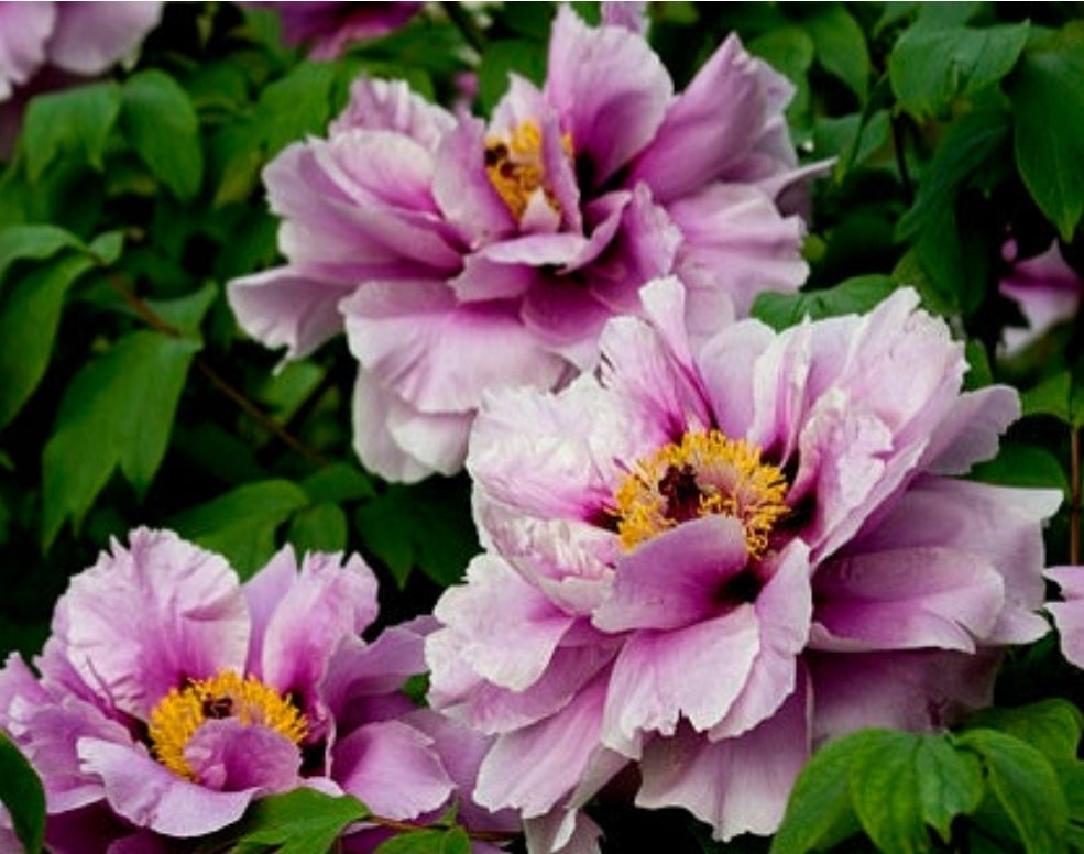 'Paeonia' Kamada Nishiki Tree Peony | canadiantreenursery.com