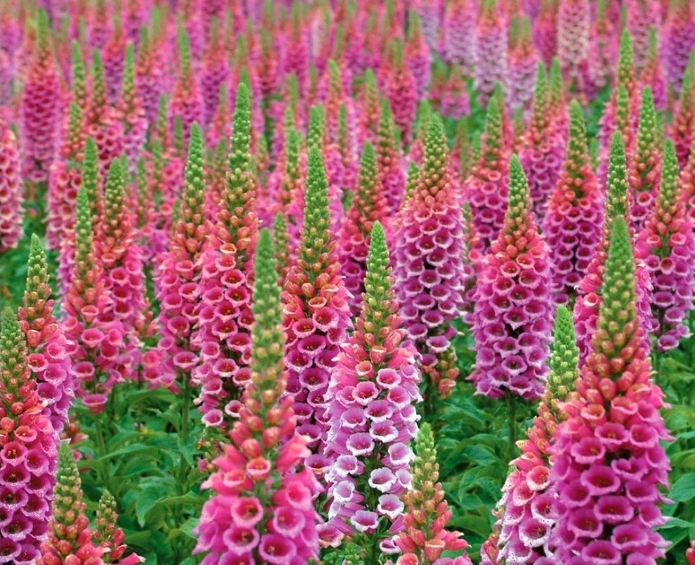 'Digitalis' Candy Mountain Specialty Foxglove | canadiantreenursery.com