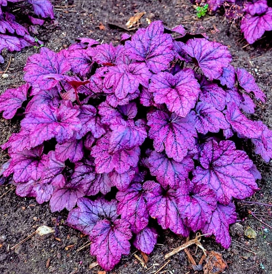 'Heuchera' Electric Plum Coral Bells | canadiantreenursery.com
