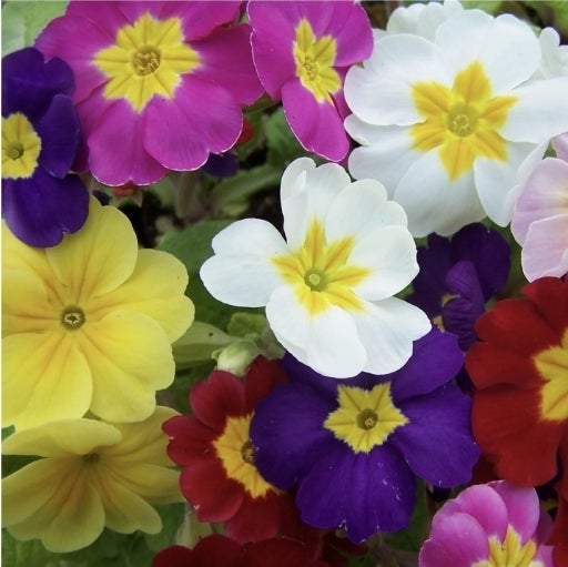 'Primula' Pacific Hybrids English Primrose Mix | canadiantreenursery.com