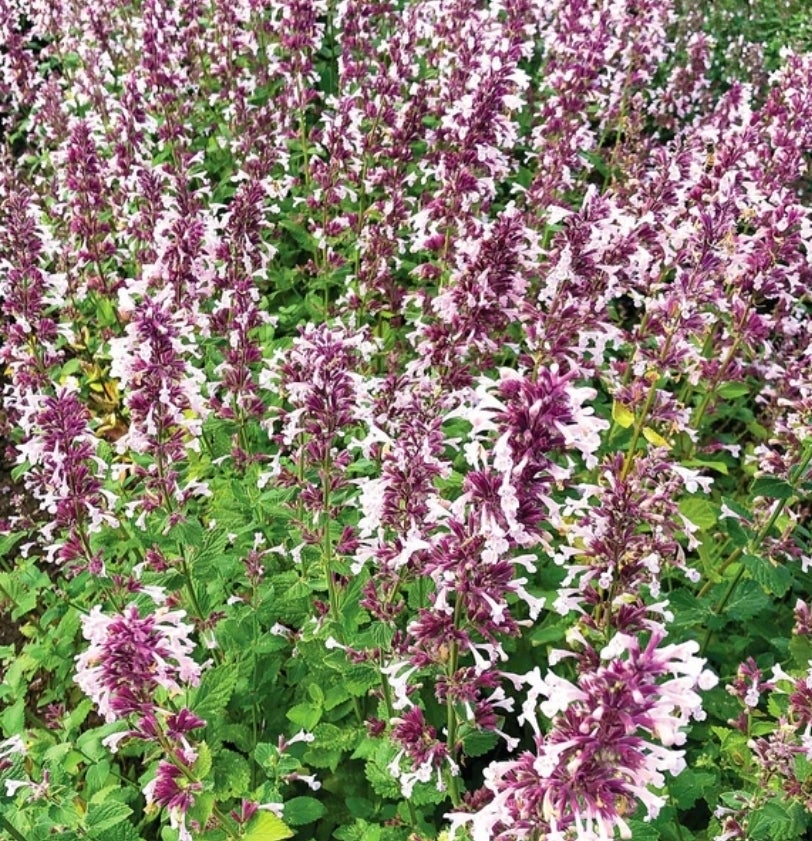 'Nepeta' Whispurr Pink Catmint | canadiantreenursery.com