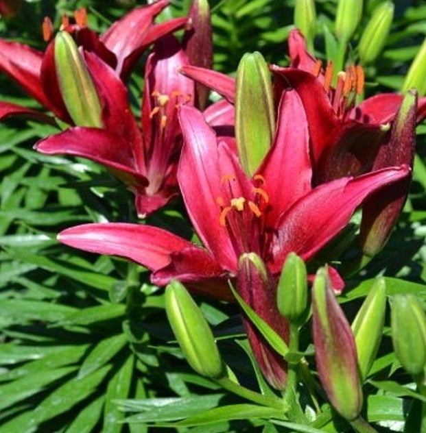 'Lilium' Tiny Ghost Lily | canadiantreenursery.com