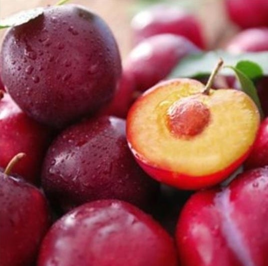 'Prunus' Superior Plum Tree | canadiantreenursery.com