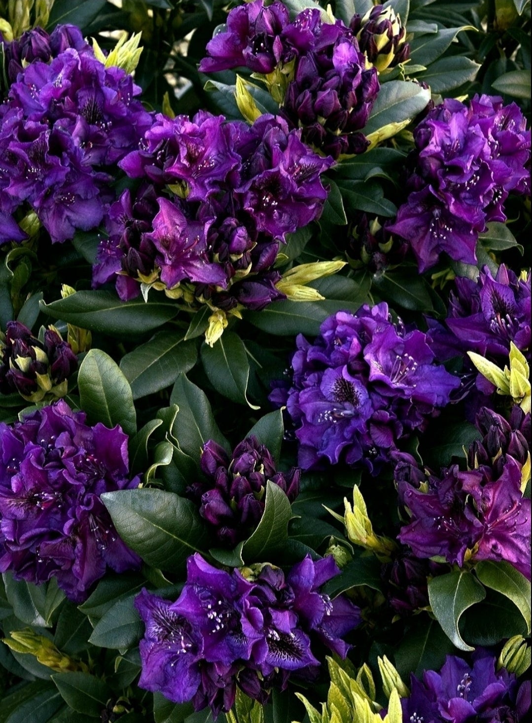 'Rhododendron' Florence Parks | canadiantreenursery.com