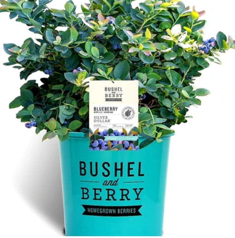 Vaccinium' Silver Dollar® Blueberry From Bushel and Berry® Cascade ...