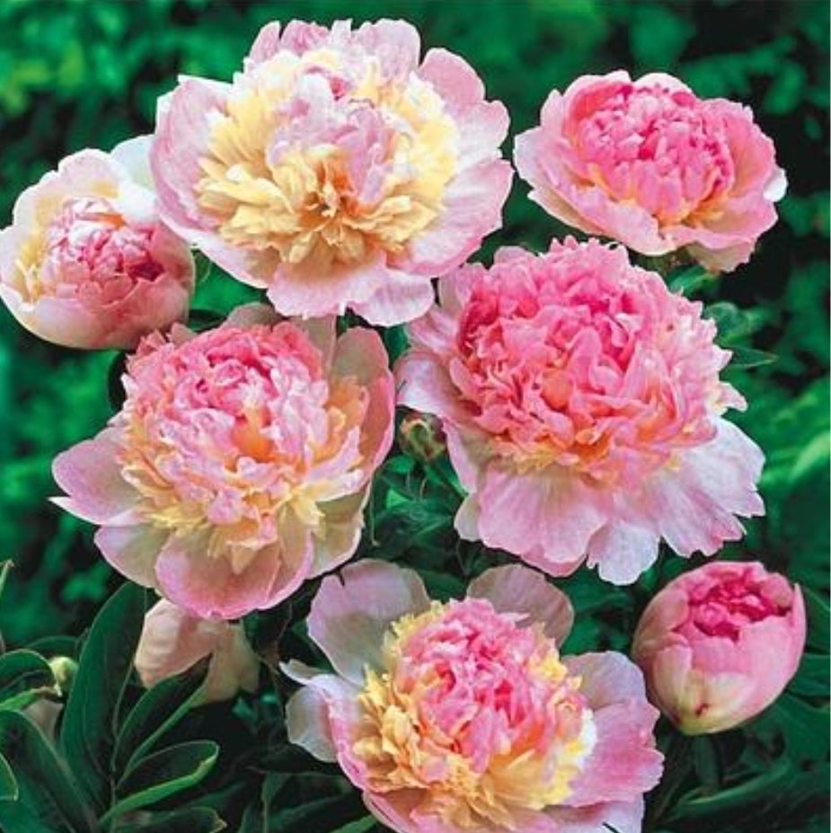 'Paeonia' Raspberry Sundae Peony | canadiantreenursery.com