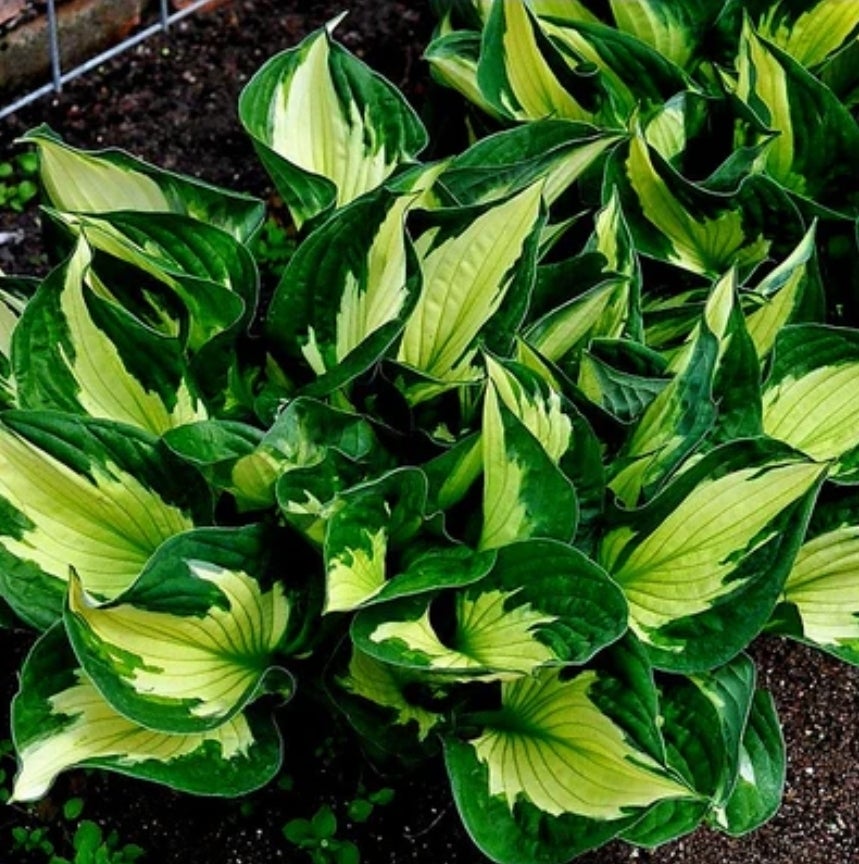 'Hosta' Coloured Hulk | canadiantreenursery.com
