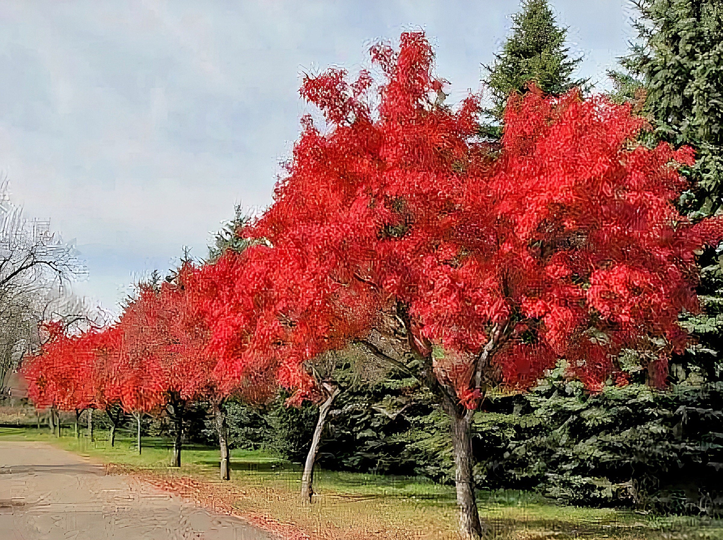 'Acer' QuickScape Minis Flame Amur Maple Tree | canadiantreenursery.com