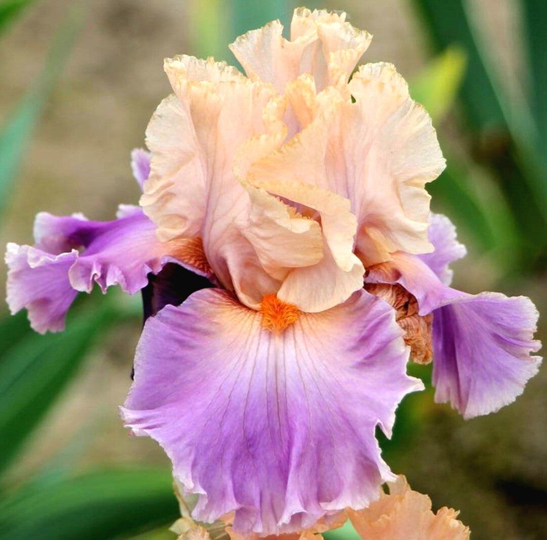'Iris' Discovered Treasure Specialty | canadiantreenursery.com
