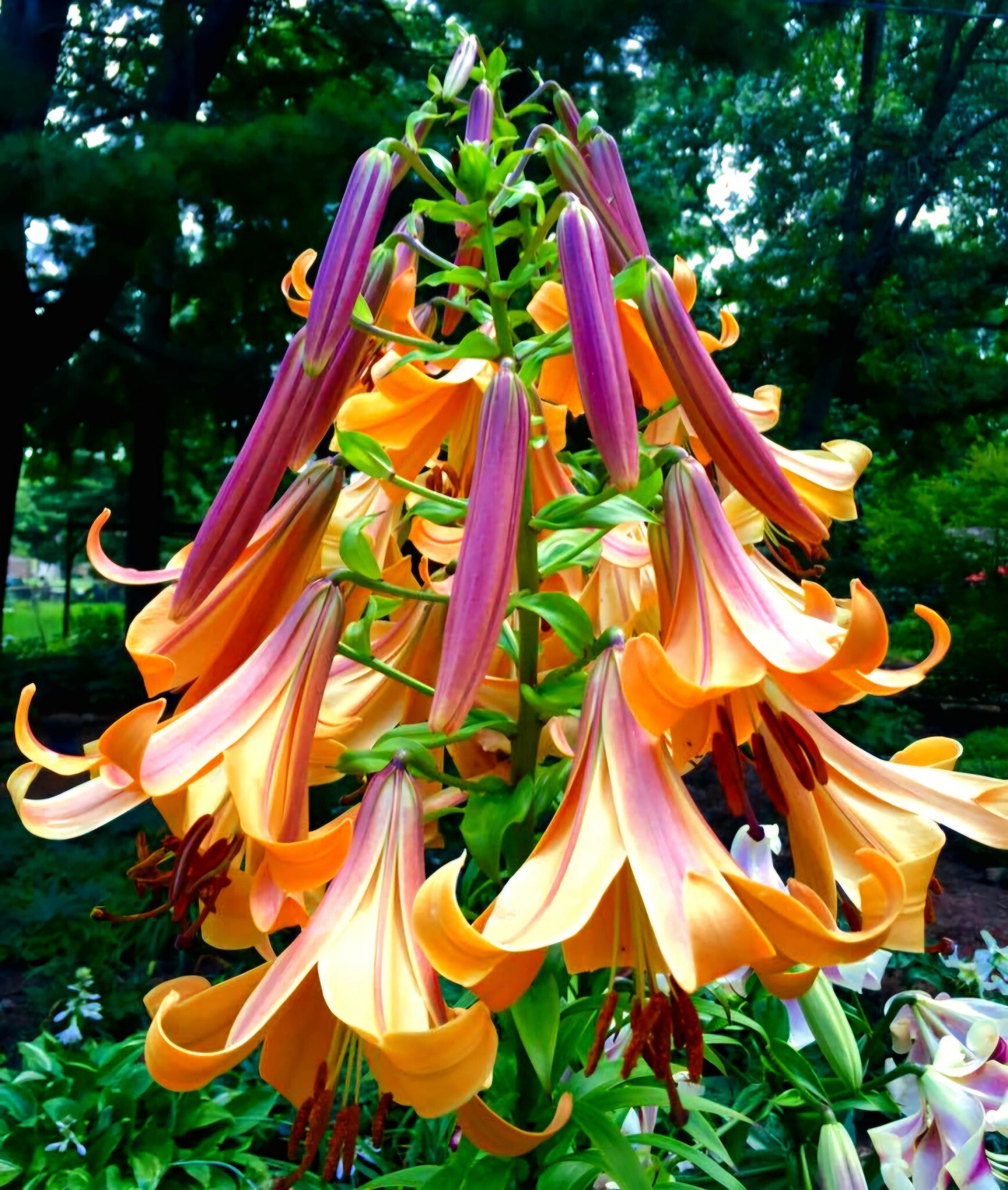 'Lilium' African Queen Trumpet Lily | canadiantreenursery.com