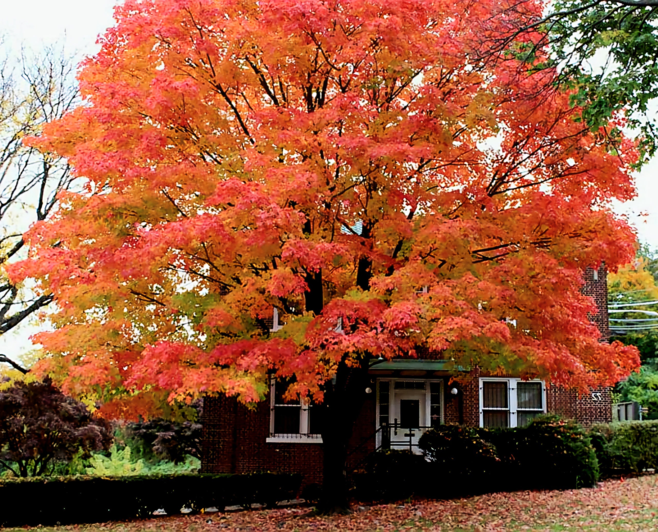 'Acer' QuickScape Minis Sugar Maple Tree | canadiantreenursery.com