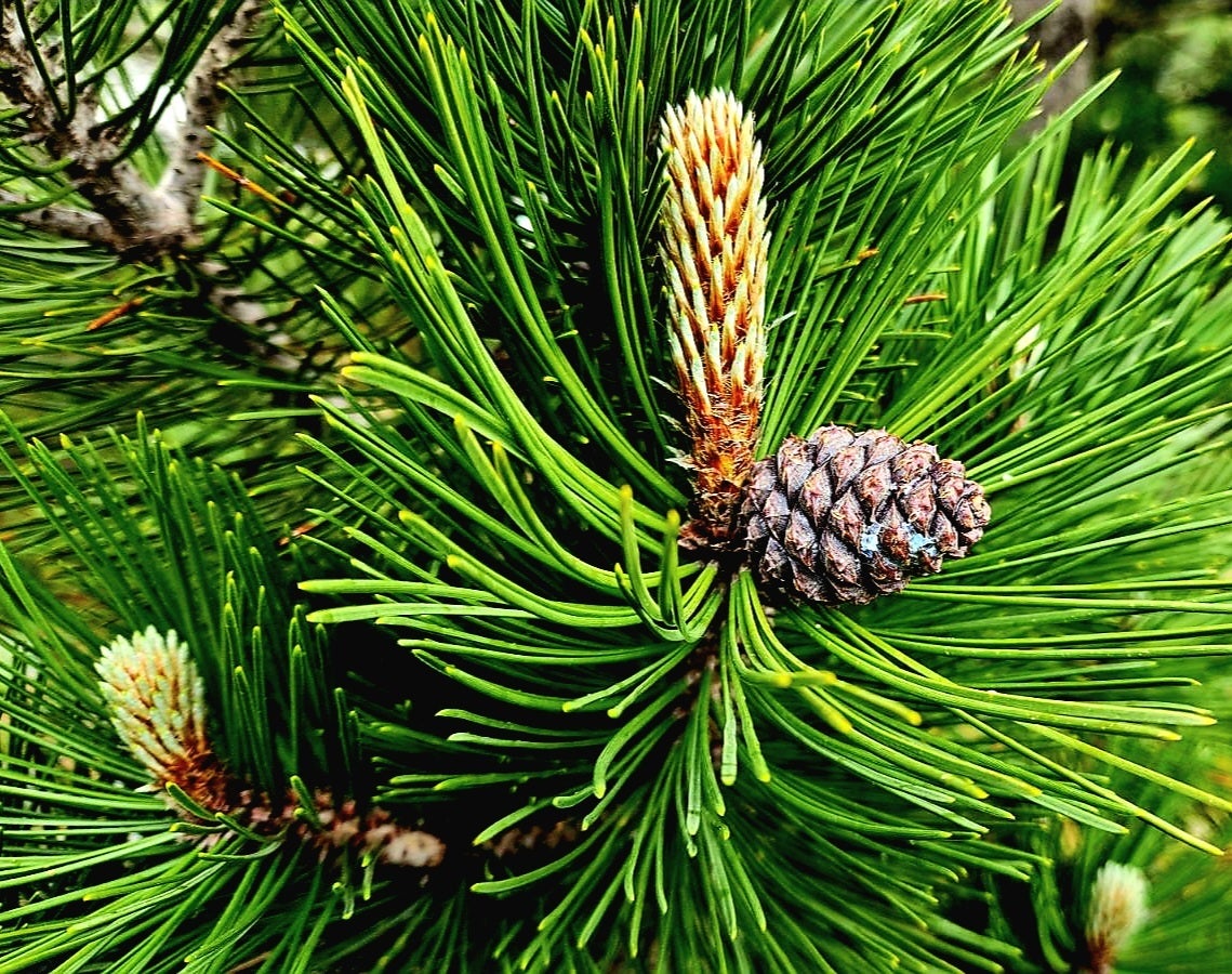'Pinus' QuickScape Minis Bosnian Pine Tree | canadiantreenursery.com